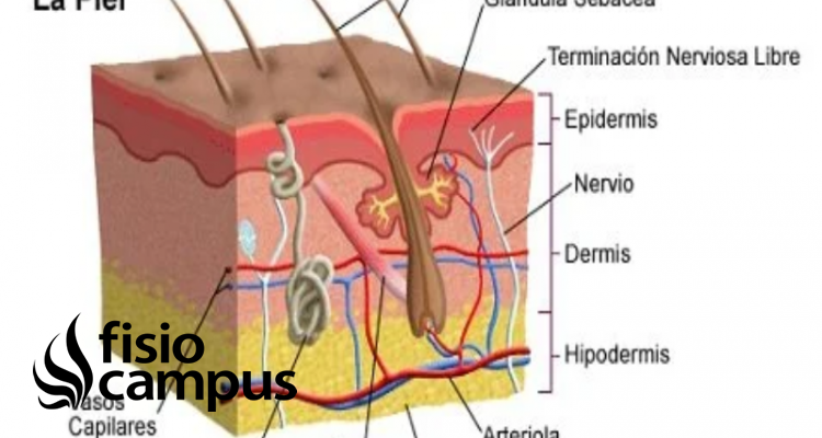 Epidermis | Definición, cómo está formada, significado, función y alteraciones
