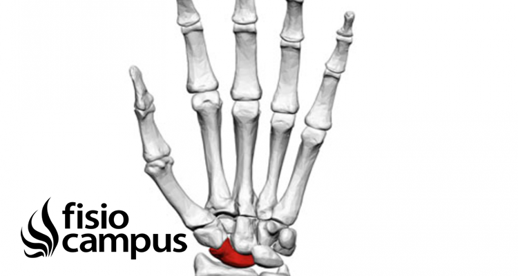 Opiniones De Hueso Semilunar