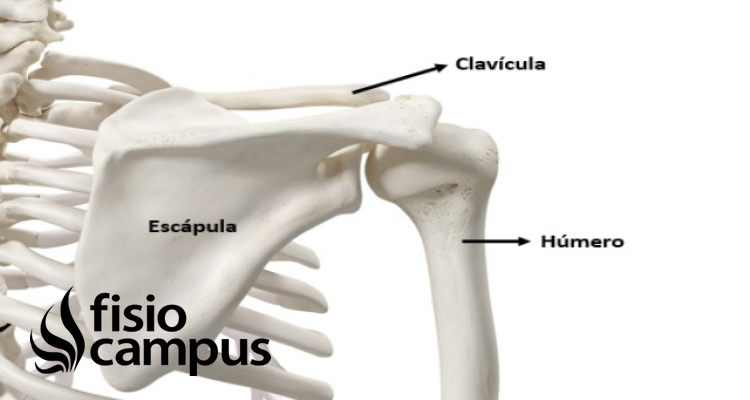 Escápula | Qué es, significado, dónde se encuentra, qué hace y por qué ...