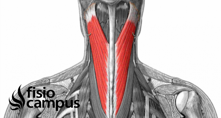 Esplenio | Qué es, etimología, origen, inserción, función y lesiones
