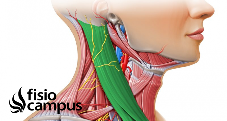Esternocleidomastoideo | Qué es, cómo estirar y fortalecer, origen ...