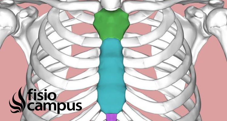 Esternón | Qué es, significado, ubicación, función y por qué duele