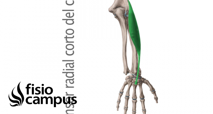 Extensor radial corto | Qué es, ubicación, origen, inserción ...