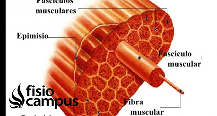 Fascículo muscular | Qué es, dónde se encuentra, componentes y cuál es ...