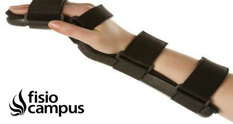 Férula | Qué es, para qué se usa y funciones