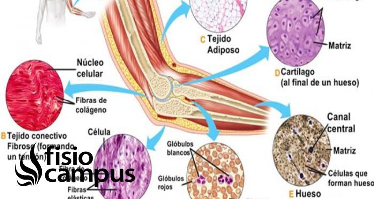 Fibroblastos | Qué son, significado, ubicación, cómo se forman y función