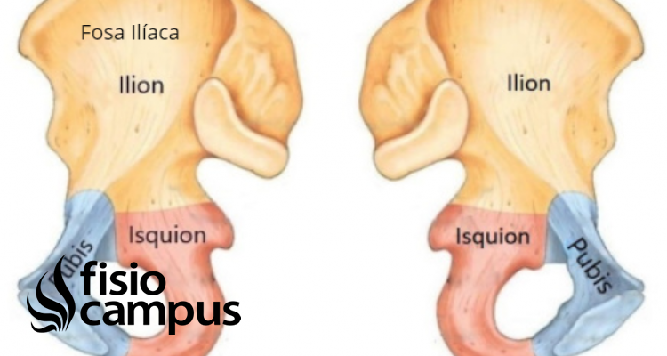 Fosa ilíaca | Qué es, significado, ubicación, qué órganos contiene y por qué duele