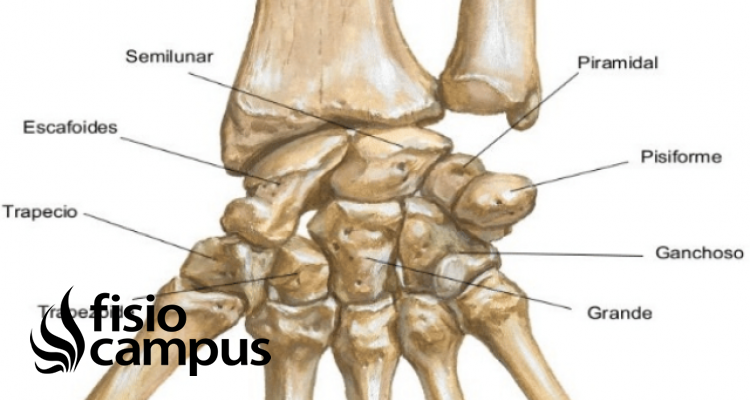 Ganchoso | Qué es, significado, dónde queda, función y lesiones