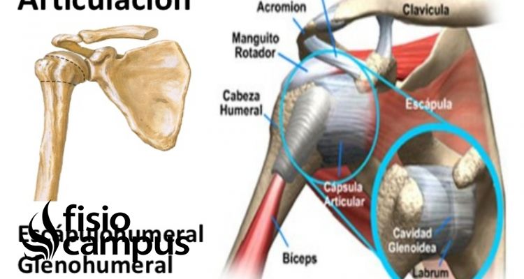 Glenohumeral | Qué es, partes, tipo de articulación, movimientos y lesiones