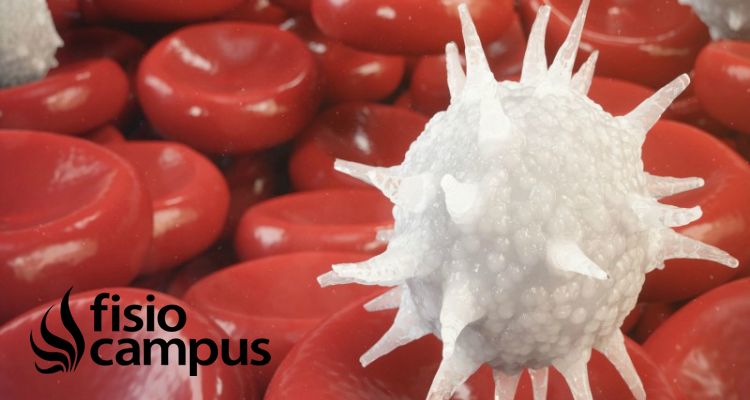Glóbulos blancos | Qué son, dónde se encuentran, tipos, funciones ...