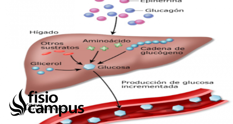 Glucagón | Qué es, qué órgano la segrega, efectos, en qué estructuras ...