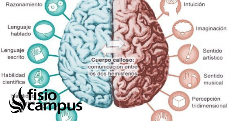 Hemisferio Cerebral Qué Es Dónde Se Sitúa Funciones Y Lesiones