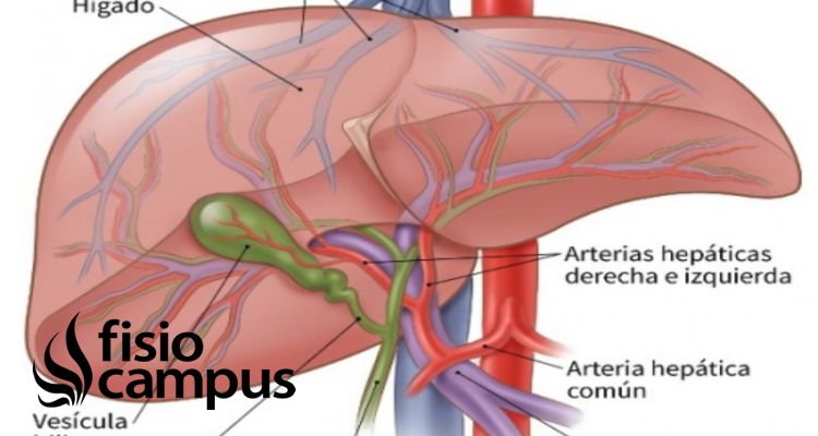 Hepatocitos | Qué son, ubicación, cómo se forman, función y qué tejidos ...