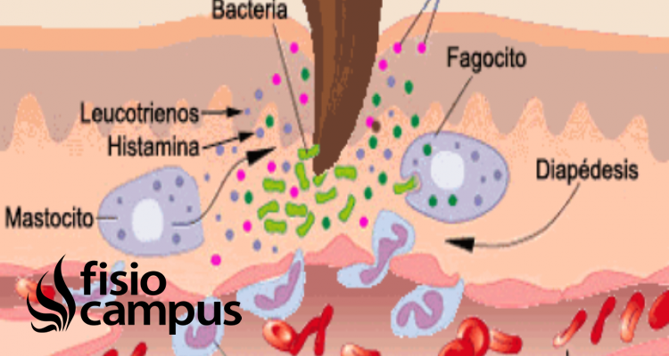 Histamina | Qué es, cuál es su función, dónde se encuentran e ...