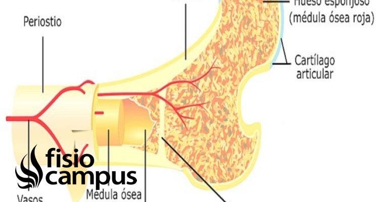 Hueso cortical | Qué es, significado, dónde se encuentra, cómo se forma ...