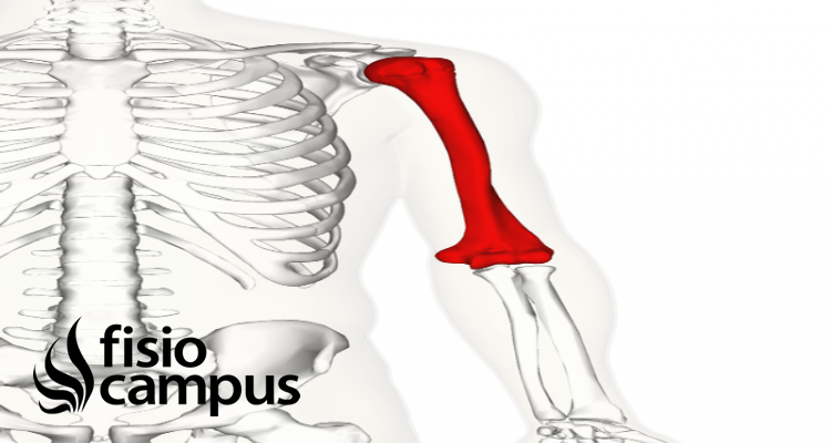 Húmero | Qué es, significado, dónde está, función, lesiones, cómo es la ...