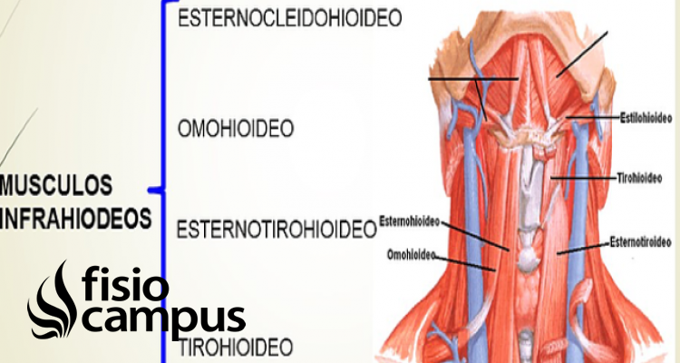 Infrahioideos | Qué son, ubicación, origen, inserción, inervación y función