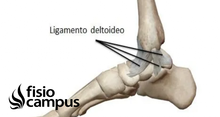 Deltoideo | Qué es, ubicación, origen, inserción, función y lesiones