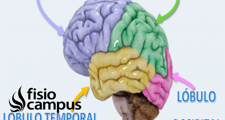 Lóbulos | Qué son, cuántos son, ubicación, funciones de cada uno y lesiones