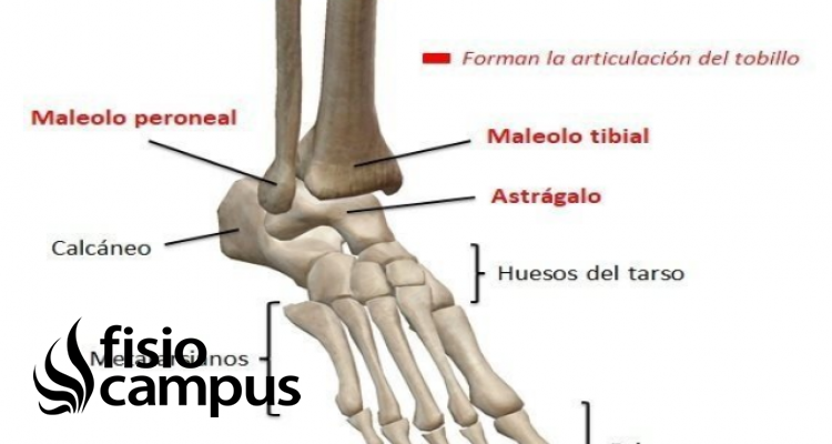 Maléolo tibial | Qué es, significado, dónde está, función y lesiones