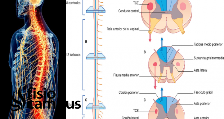 Médula Espinal | Qué es, cómo funciona, partes, características y lesiones