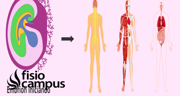 Mesodermo | Qué es, cómo se forma, ubicación, función y qué órganos forma