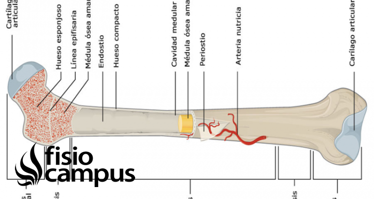 Metáfisis | Qué es, significado, ubicación, qué función cumple y lesiones