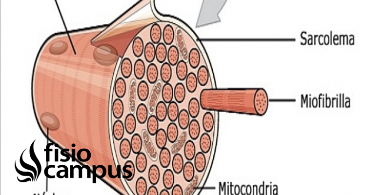 Miofibrilla | Qué es, dónde se encuentra, componentes y cuál es su función