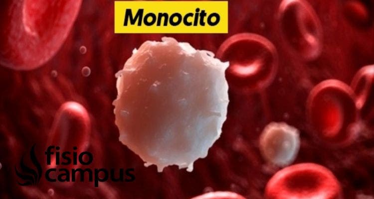 Monocitos | Qué son, cómo se forman, función, mecanismos que los ...