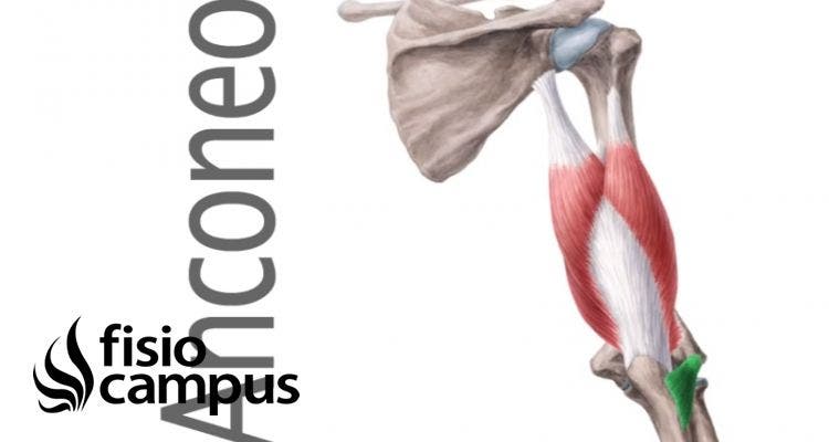 Ancóneo | Qué es, ubicación, origen, inserción, movimientos y función