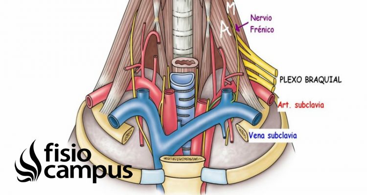 Frénico | Qué es, dónde se origina, recorrido, ramificaciones, qué ...