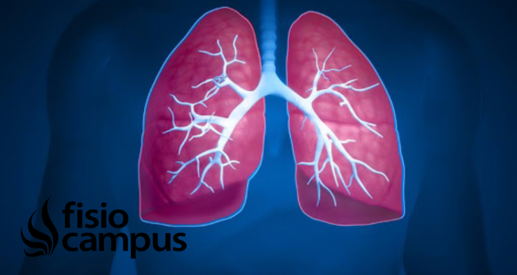 Neumocitos | Qué son, significado, tipos, función y enfermedades