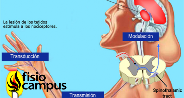 Nocicepción | Qué es, función, cómo y cuándo se produce