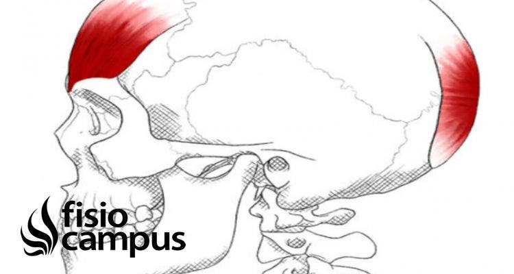 Occipitofrontal | Qué es, ubicación, origen, inserción y función