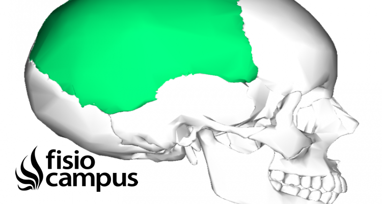 Parietal | Qué es, significado, dónde está, función y lesiones