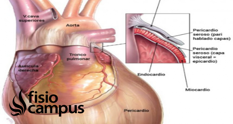Pericardio | Qué es, ubicación, tipos, qué estructuras alberga y enfermedades