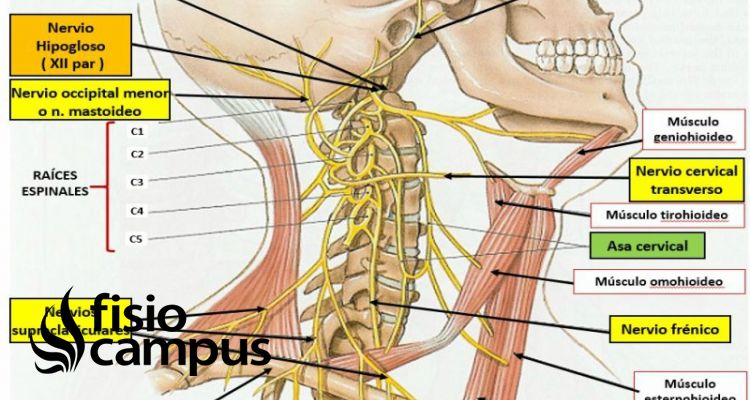 Cervical (plexo) | Qué es, ubicación, dónde se origina y termina, ramificaciones, inervación y ...