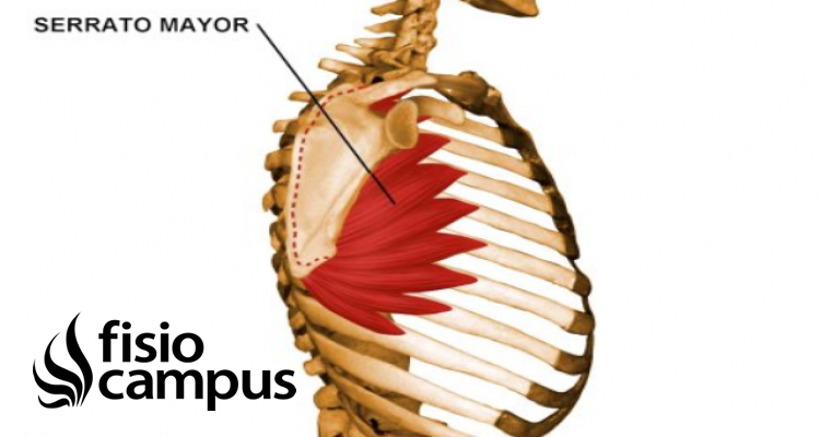 Serrato anterior | Qué es, cómo estirar y fortalecer, origen, inserción ...