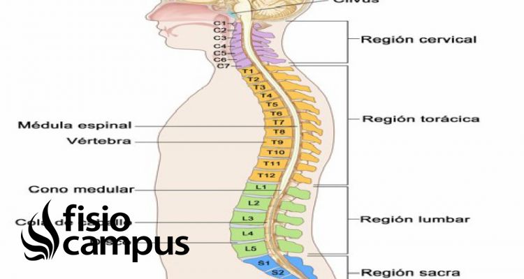 Síndrome del cono medular | Qué es, qué estructuras afecta, síntomas ...