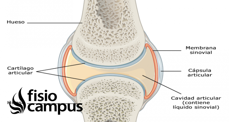 Sinovitis | Qué es, qué estructuras afecta, síntomas, signos clínicos ...