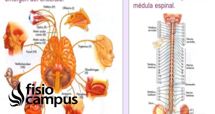 Sistema nervioso somático | Qué es, cómo funciona, partes, qué controla ... Sistema nervioso somático | Qué es, cómo funciona, partes, qué controla ...
