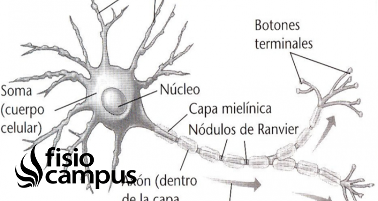 Soma | Qué es, dónde se encuentra, cuál es función e importancia para ...