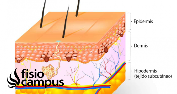 Tejido subcutáneo | Qué es, componentes, ubicación, función y enfermedades