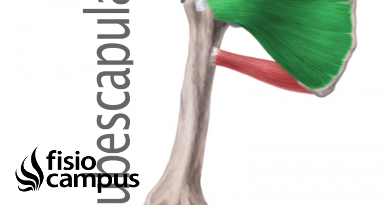 Subescapular | Qué es, cómo estirar y trabajar, origen, inserción ...