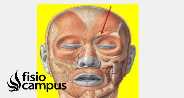 Superciliar | Qué es, ubicación, origen, inserción, inervación y función