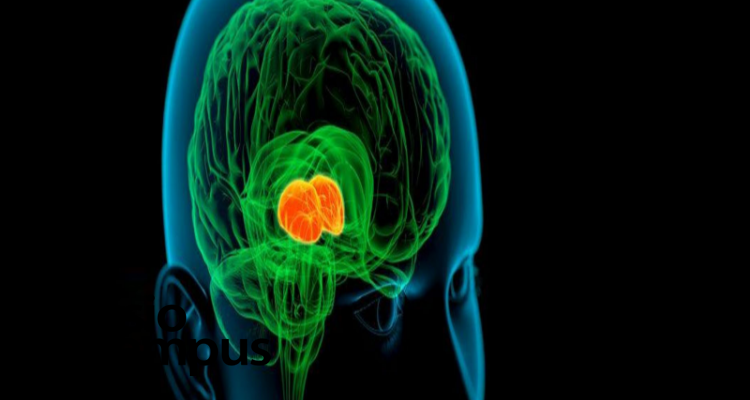 Tálamo | Qué es, ubicación, cómo trabaja, función y lesiones