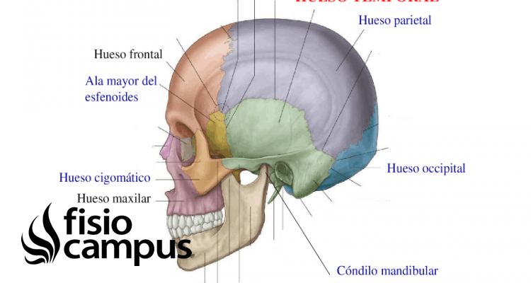 Temporal | Qué es, partes, significado, dónde queda, función y lesiones