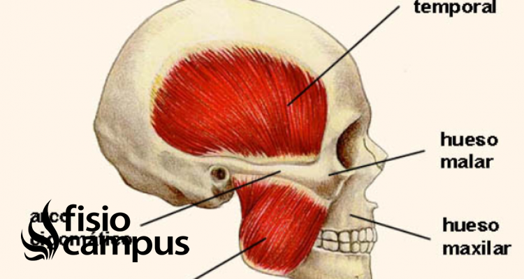 Temporal | Qué es, ubicación, origen, inserción, inervación, función y ...