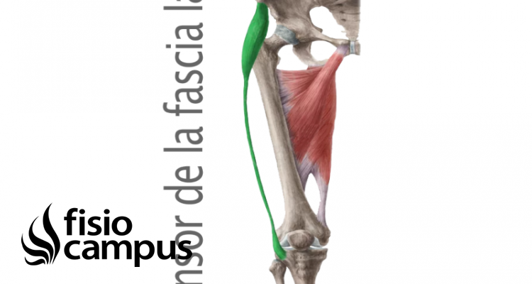 Tensor de la fascia lata | Qué es, cómo estirar y fortalecer, origen ...