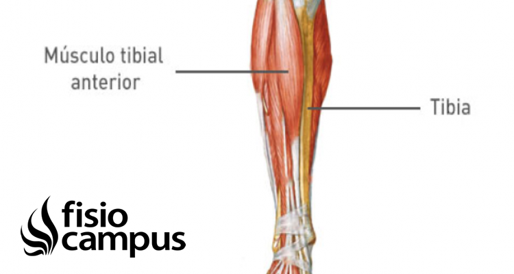 Tibial anterior | Qué es, origen, inserción, inervación, función y lesiones